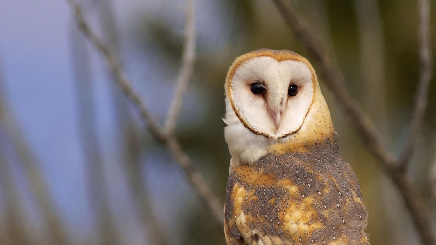 Boulder Canyon | A Fairfield Homes Community